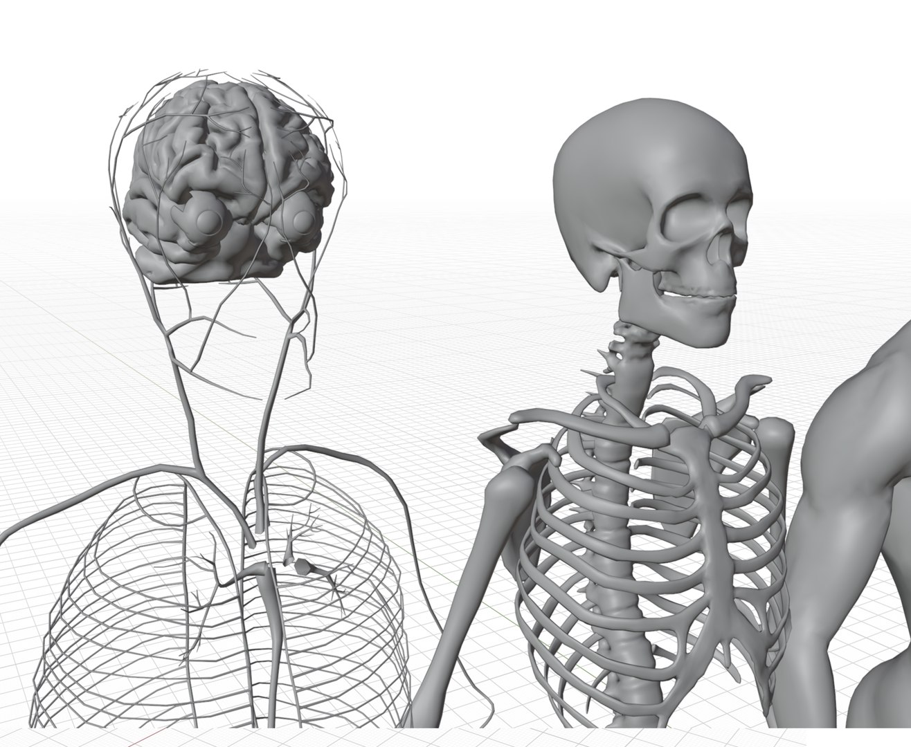 Full Human Body Anatomy Model - TurboSquid 2290636