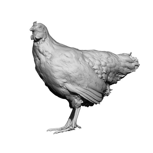 3D real chicken scanned model - TurboSquid 1387065