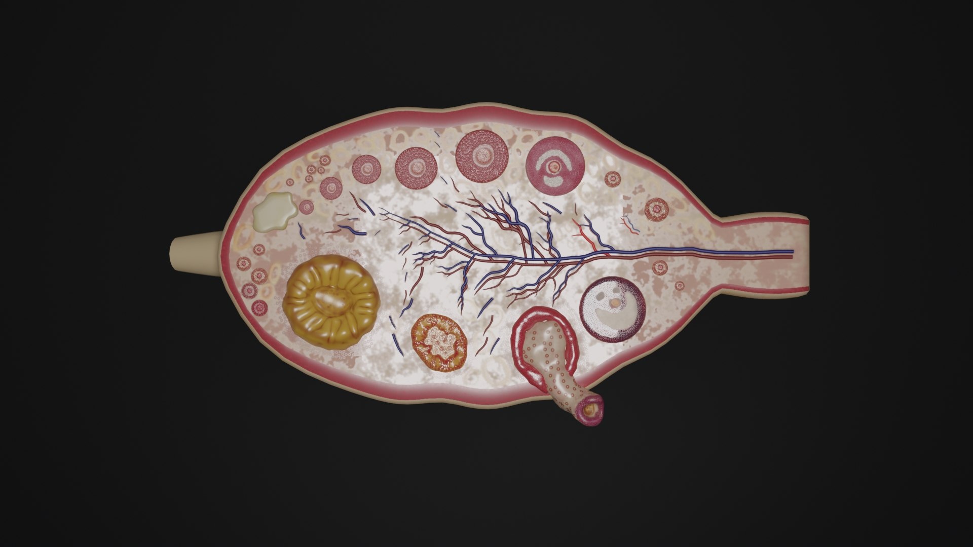 3D Human Anatomy-Female Genital System Model - TurboSquid 2230073