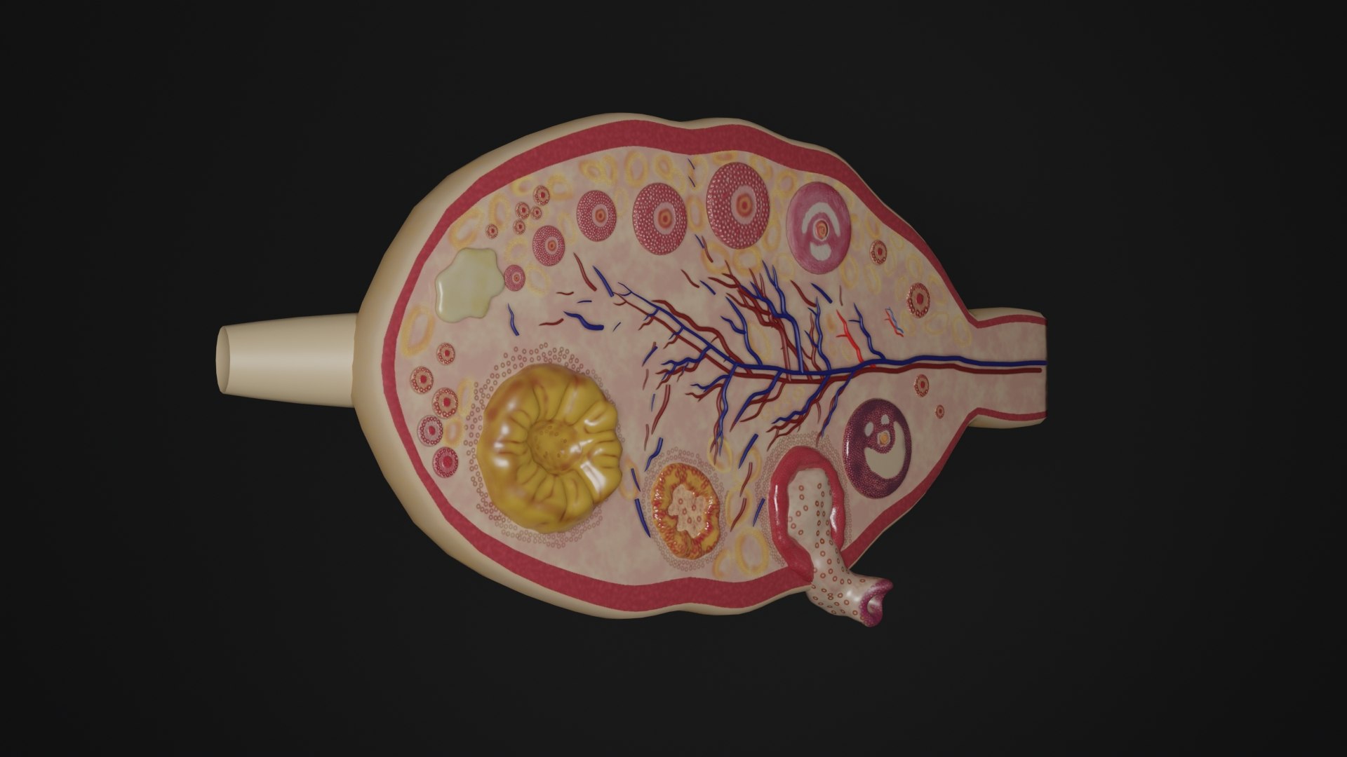 3D Human Anatomy-Female Genital System Model - TurboSquid 2230073