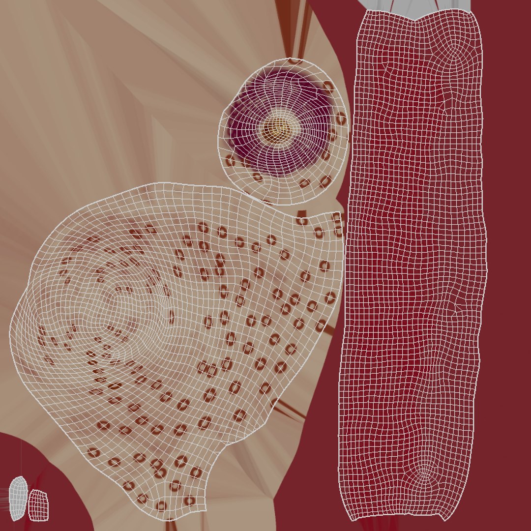 3D Human Anatomy-Female Genital System Model - TurboSquid 2230073