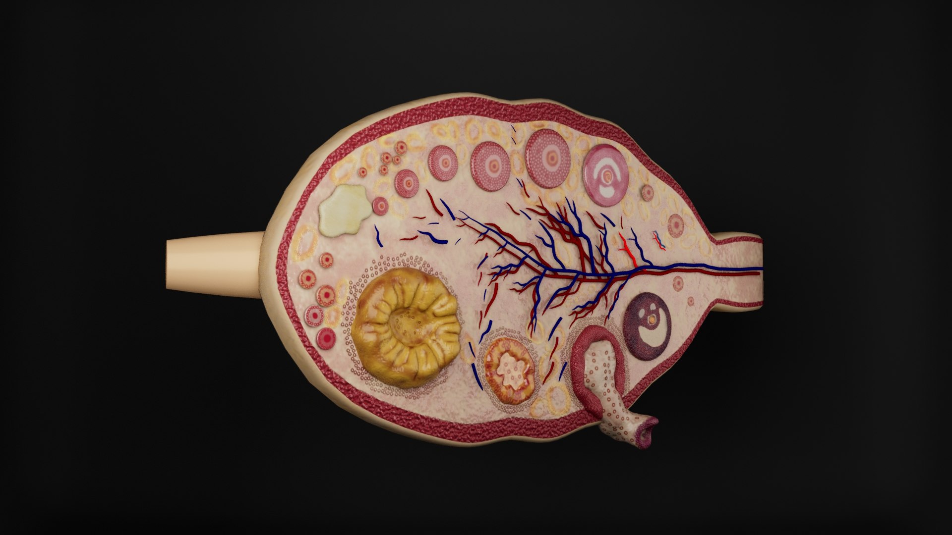 3D Human Anatomy-Female Genital System Model - TurboSquid 2230073