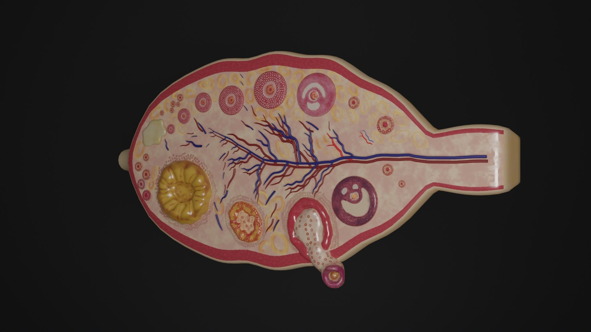 3D Human Anatomy-Female Genital System Model - TurboSquid 2230073