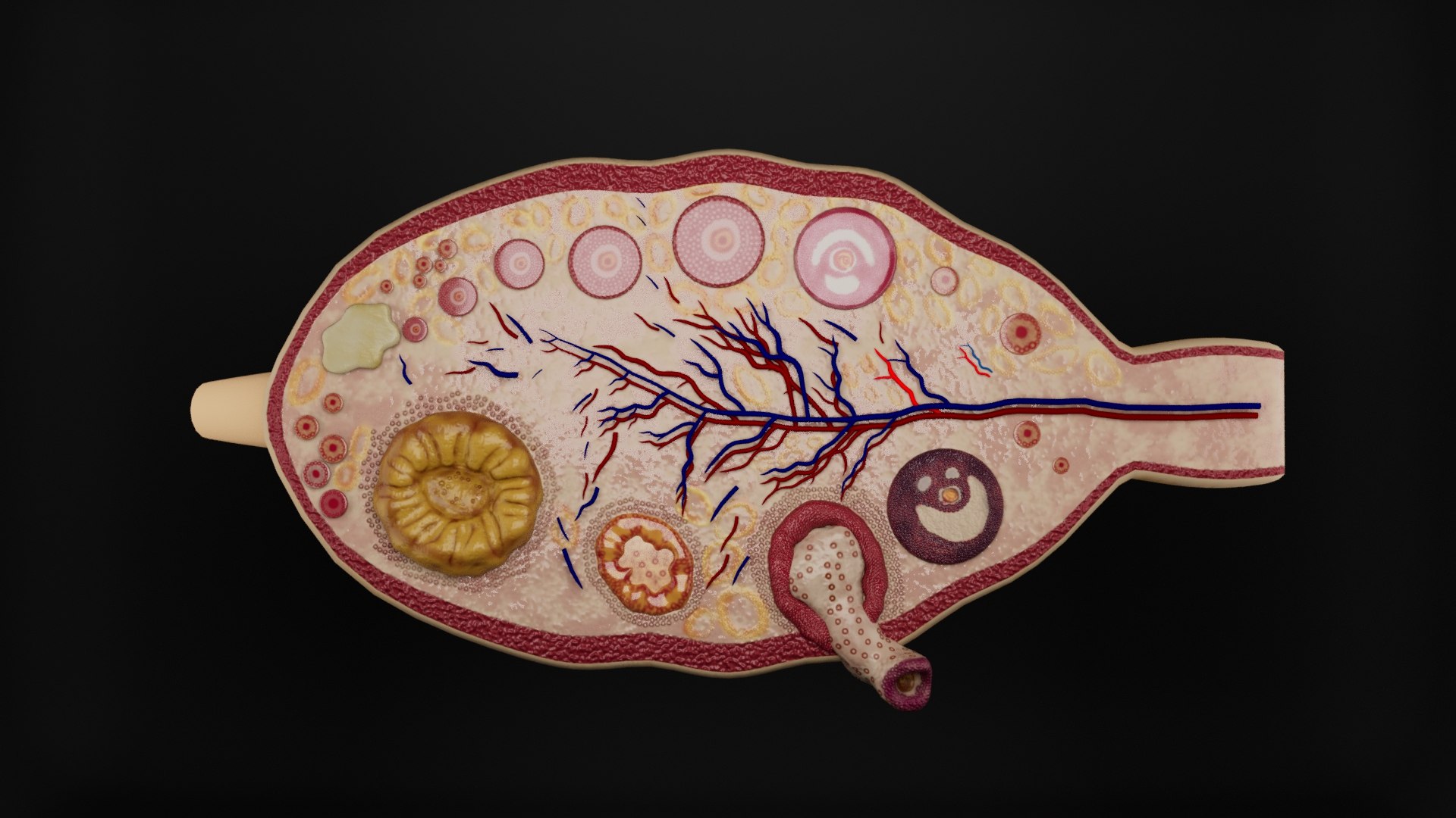 3D Human Anatomy-Female Genital System Model - TurboSquid 2230073