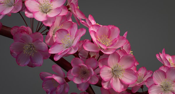 3D realistic sakura branch model - TurboSquid 1257128