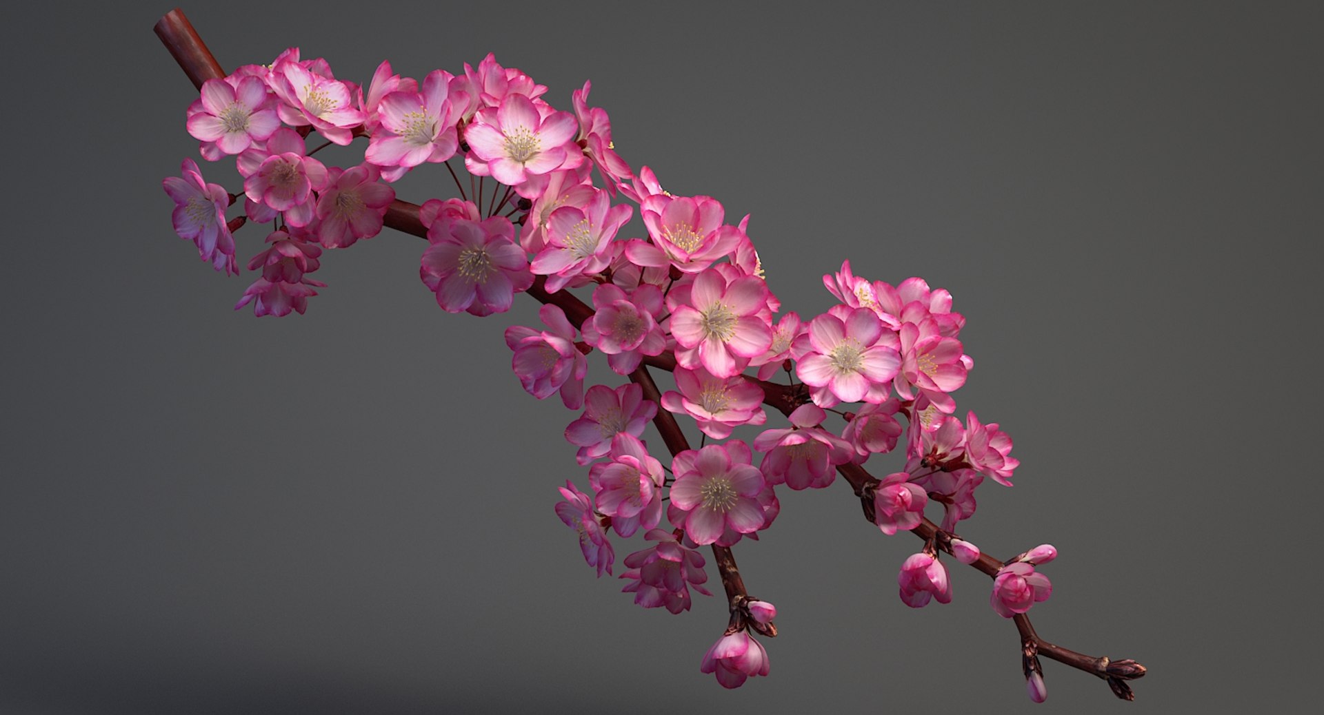 3D realistic sakura branch model - TurboSquid 1257128