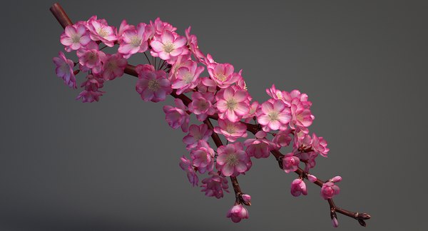 3D realistic sakura branch model - TurboSquid 1257128
