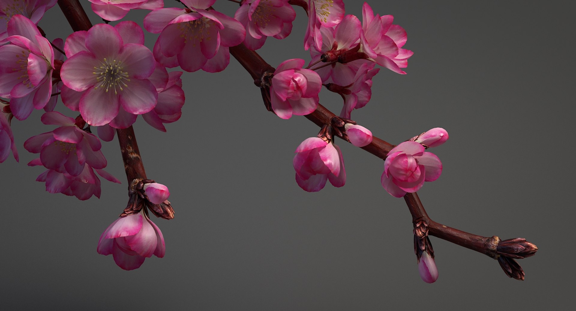 3D Realistic Sakura Branch Model - TurboSquid 1257128