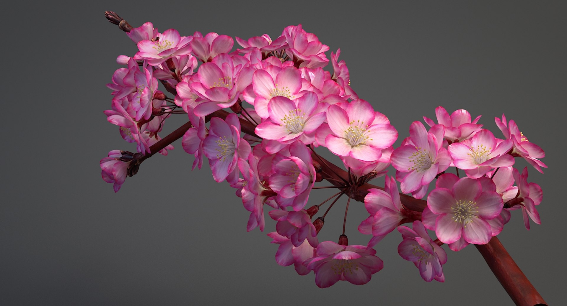 3D Realistic Sakura Branch Model - TurboSquid 1257128