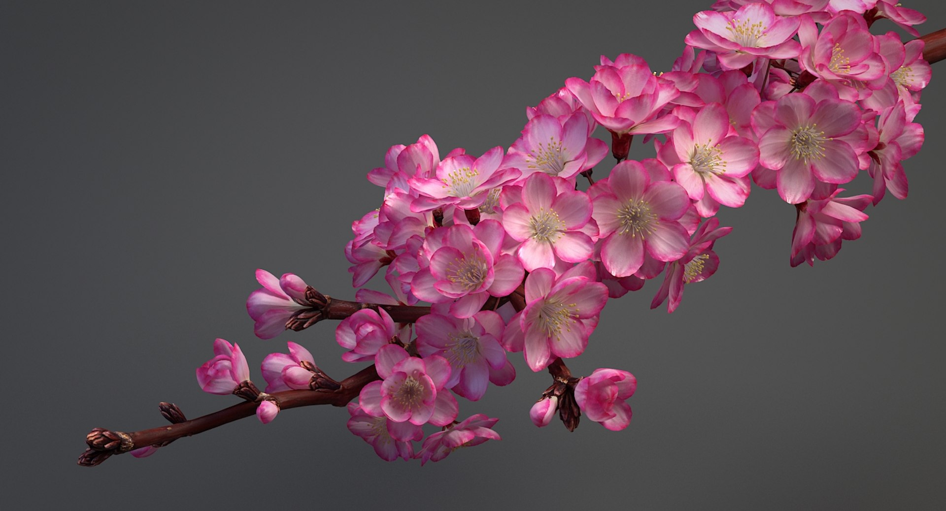 3D Realistic Sakura Branch Model - TurboSquid 1257128