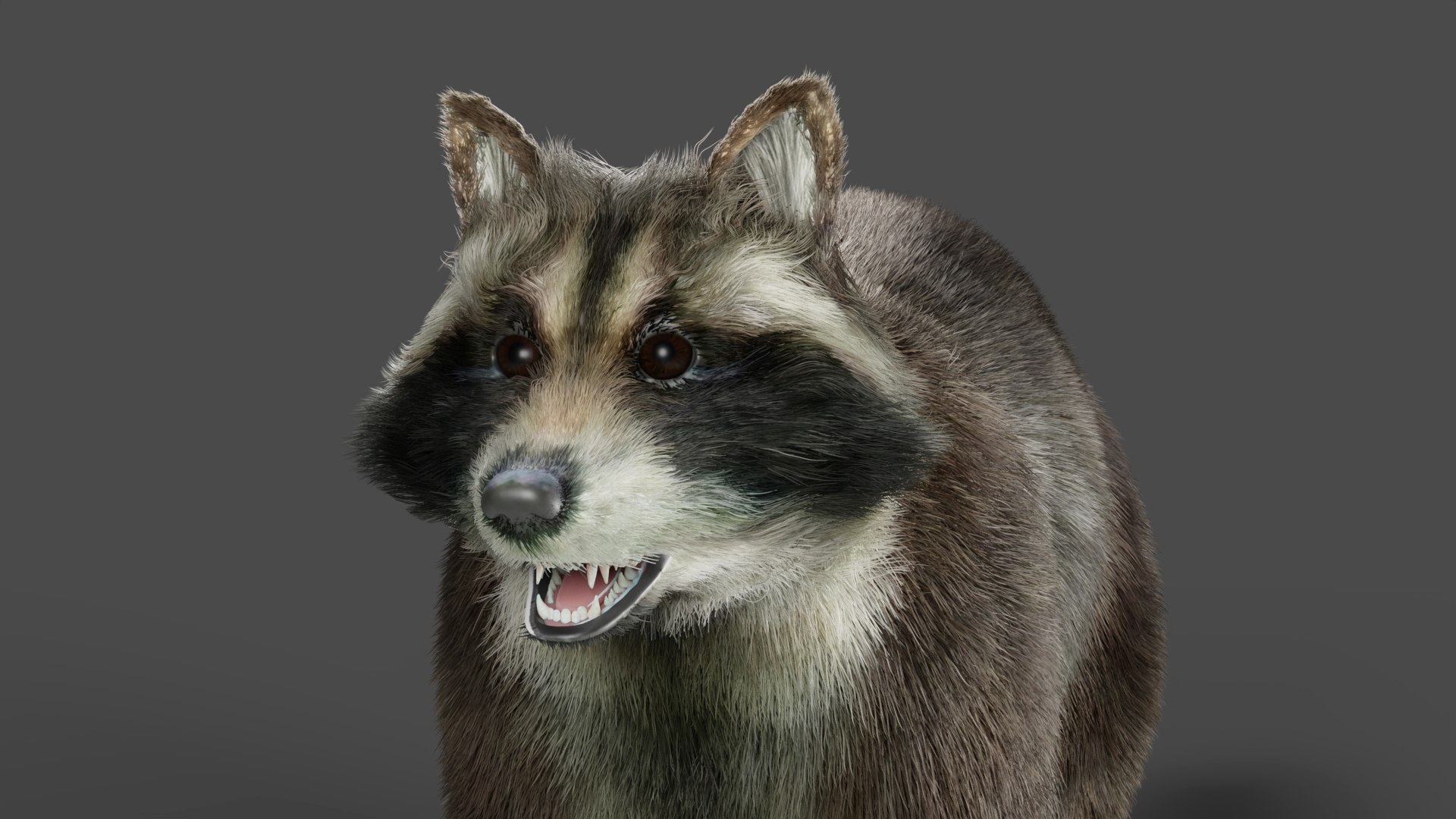 Fur Raccoon NO Rigged 3D model - TurboSquid 2008741