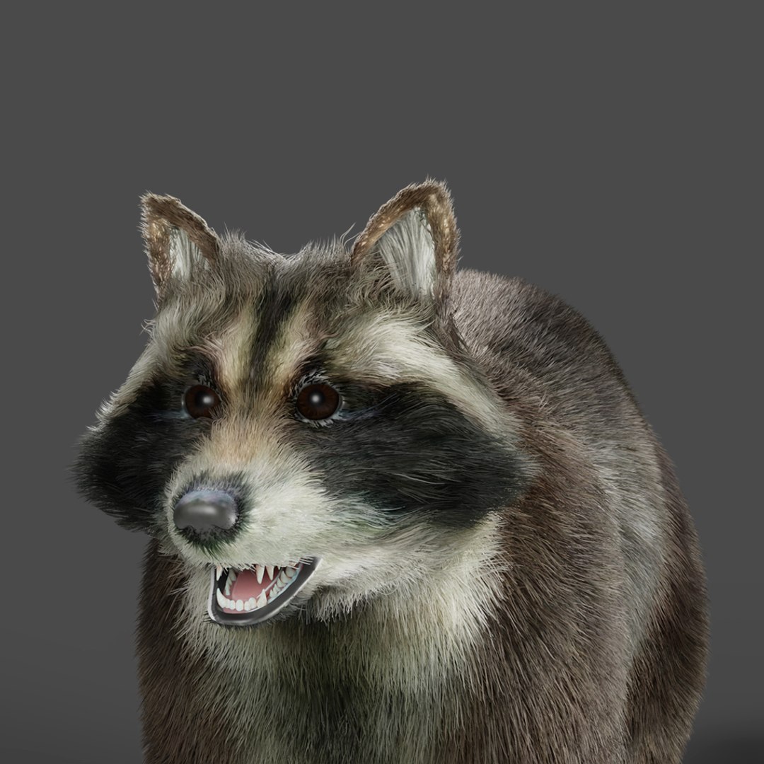 Fur Raccoon NO Rigged 3D model - TurboSquid 2008741