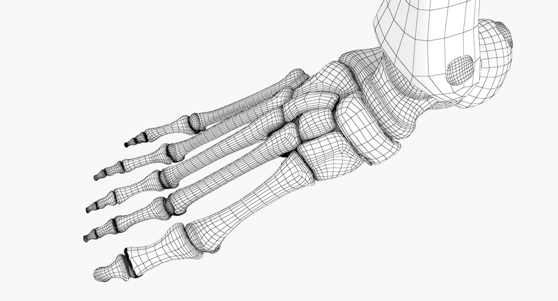 Max Realistic Foot Skeleton Anatomy