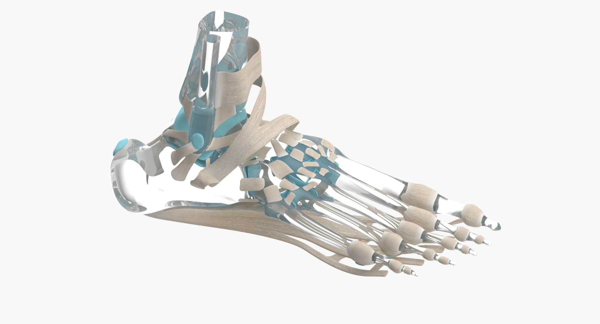 Max Realistic Foot Skeleton Anatomy