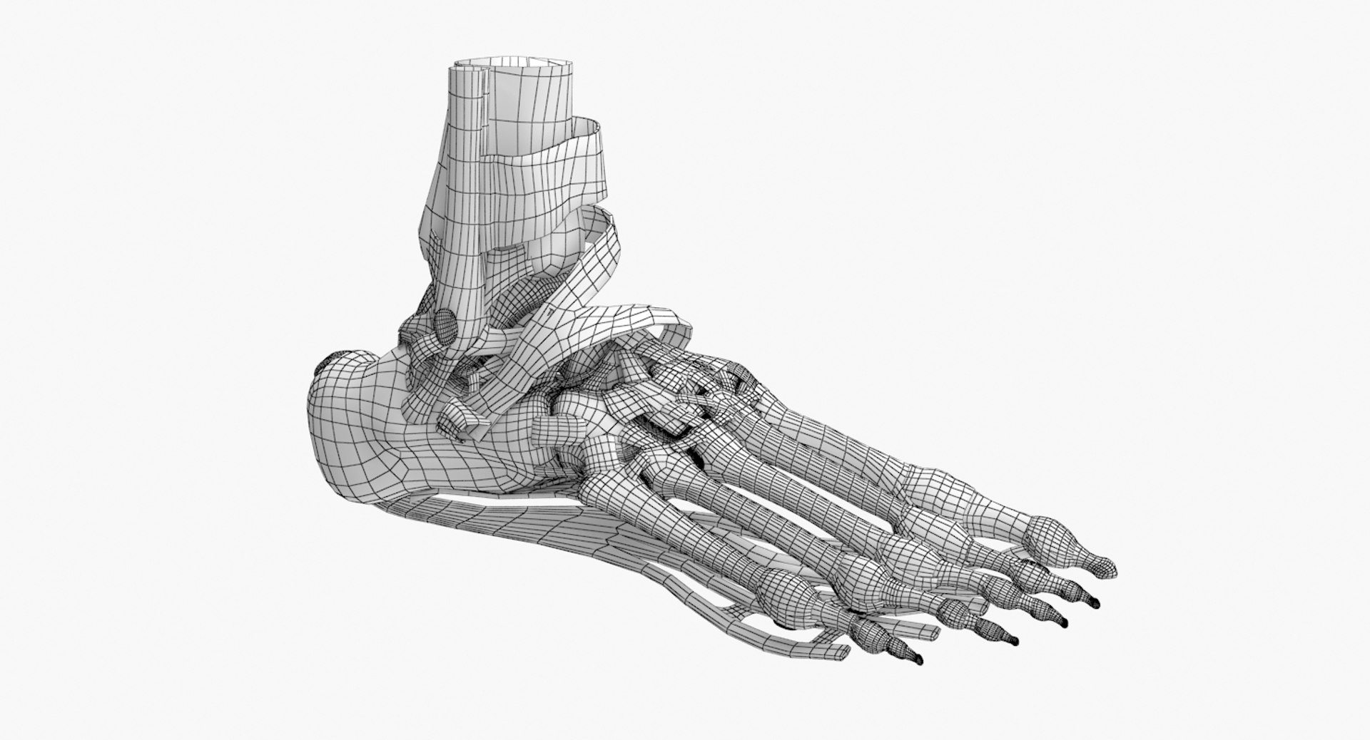 Max Realistic Foot Skeleton Anatomy