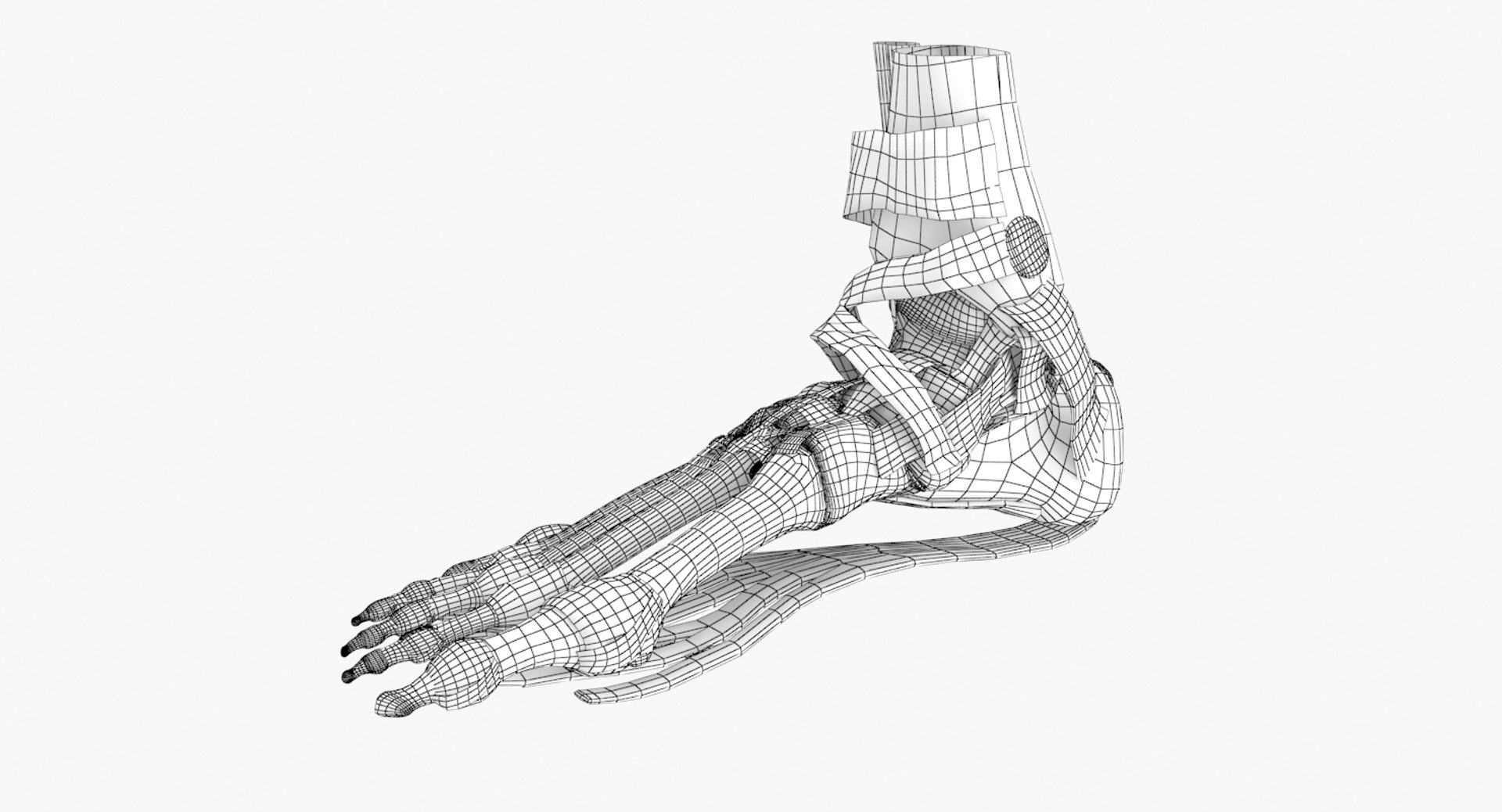 Max Realistic Foot Skeleton Anatomy
