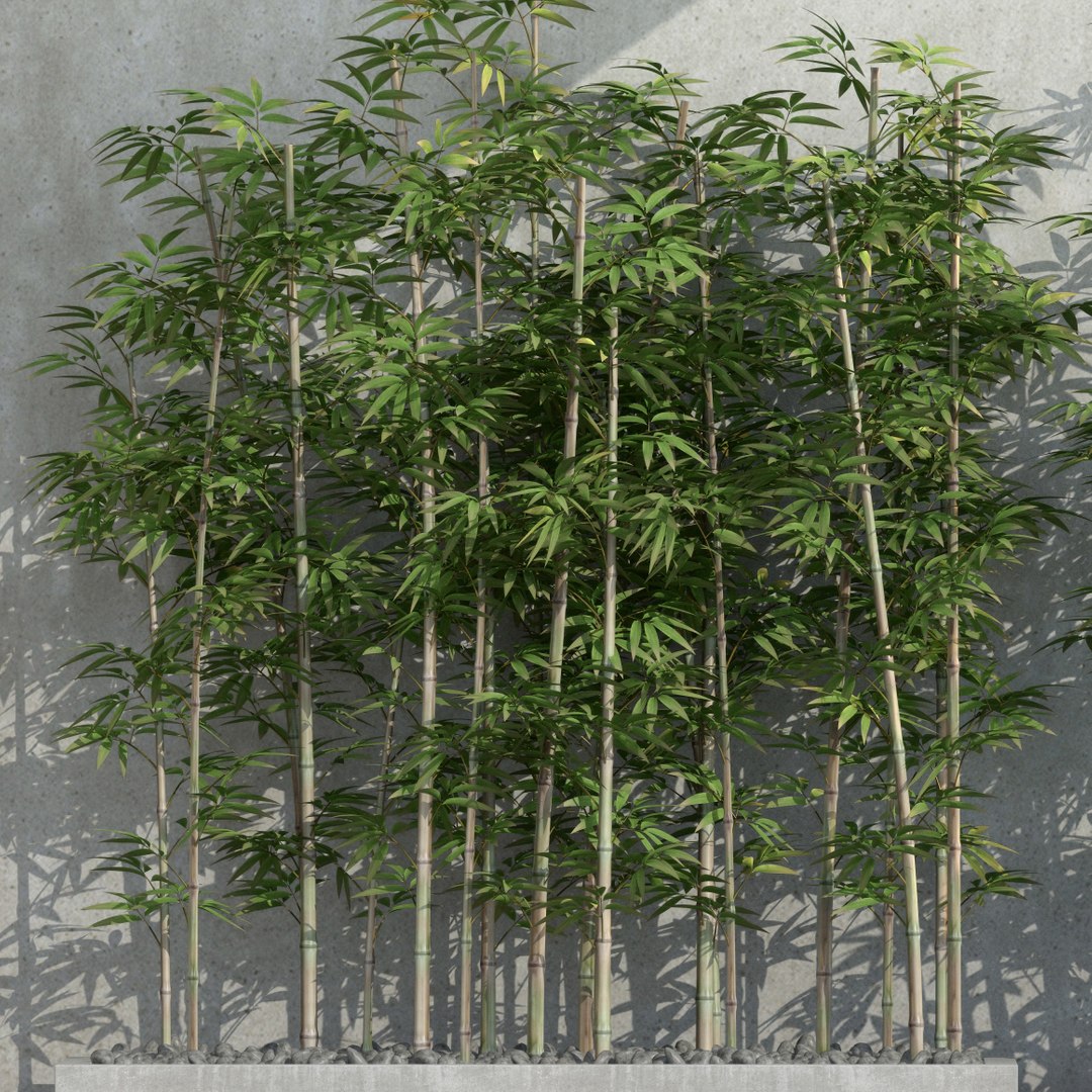 bamboo plants 3d model