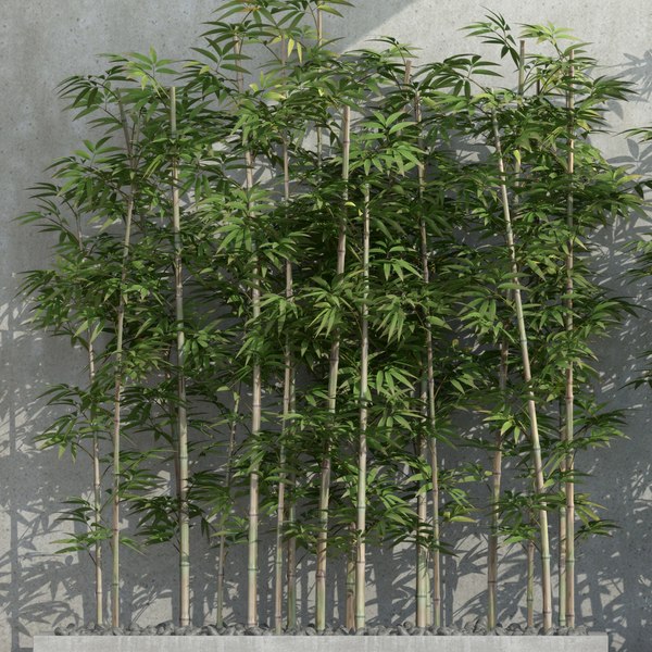 bamboo plants 3d model
