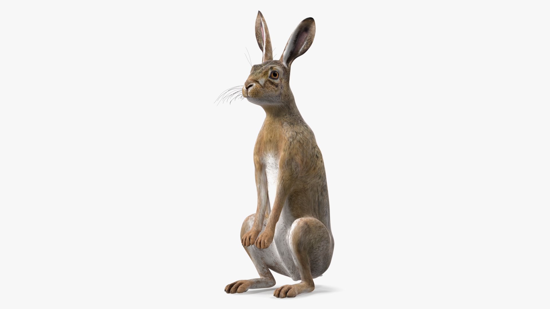 3D Hare Standing Pose - TurboSquid 2128806