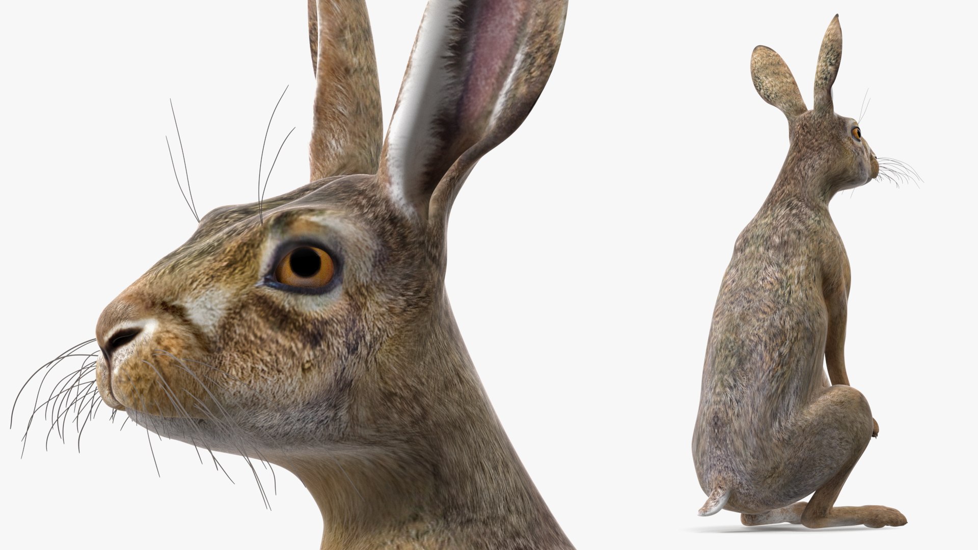 3D Hare Standing Pose - TurboSquid 2128806