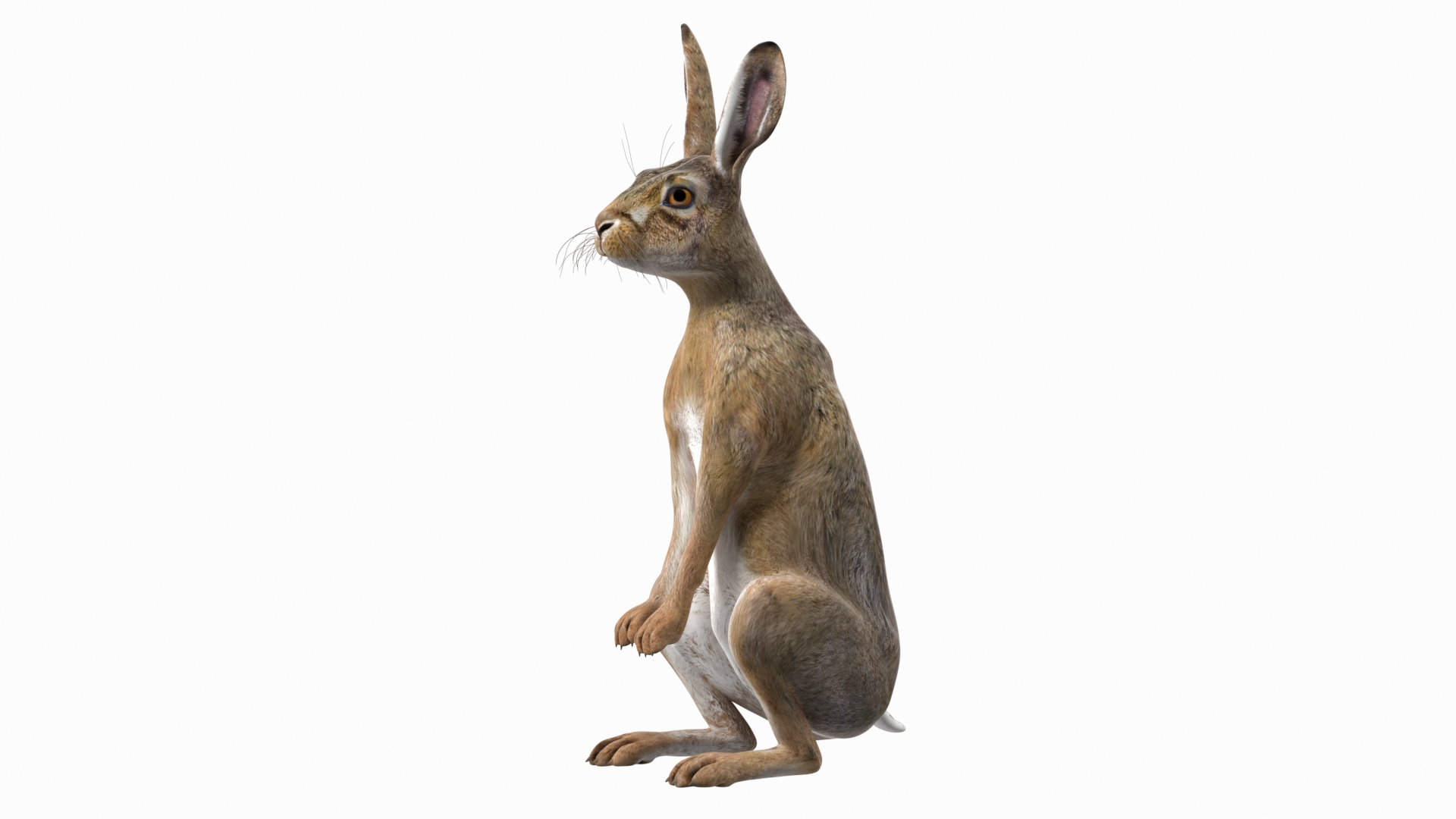 3D Hare Standing Pose - TurboSquid 2128806