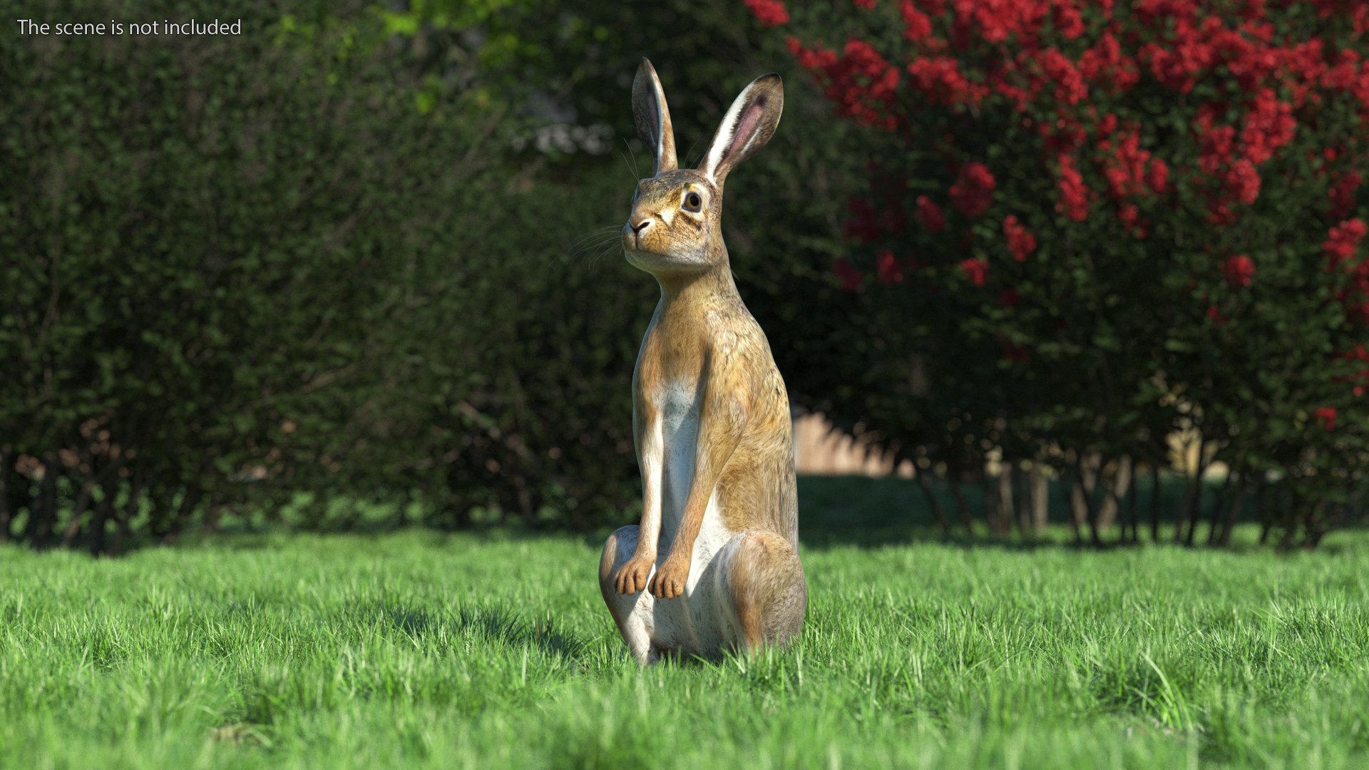 3D Hare Standing Pose - TurboSquid 2128806