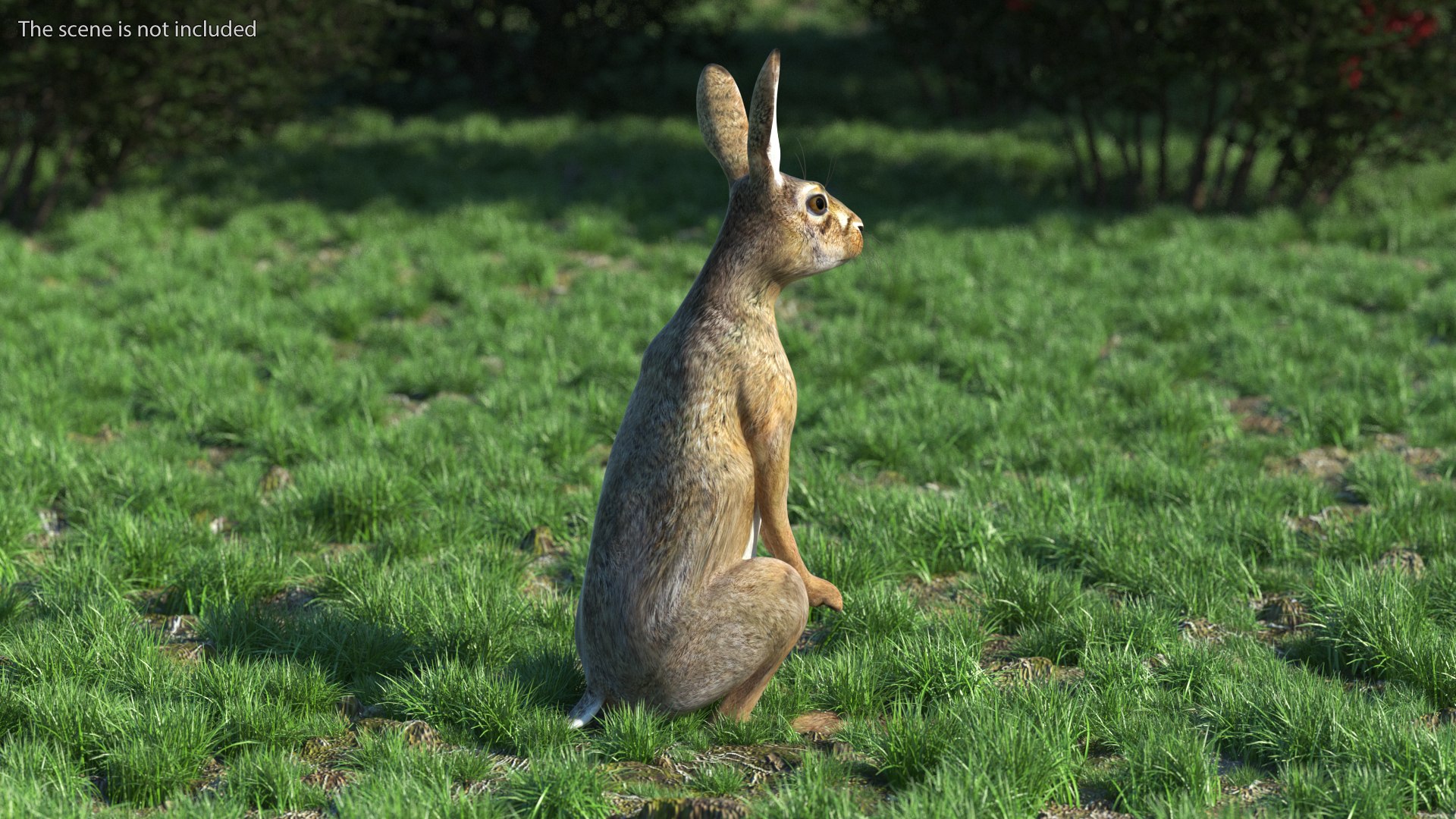 3D Hare Standing Pose - TurboSquid 2128806