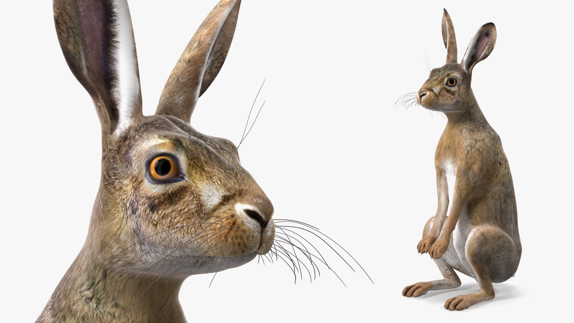 3D Hare Standing Pose - TurboSquid 2128806