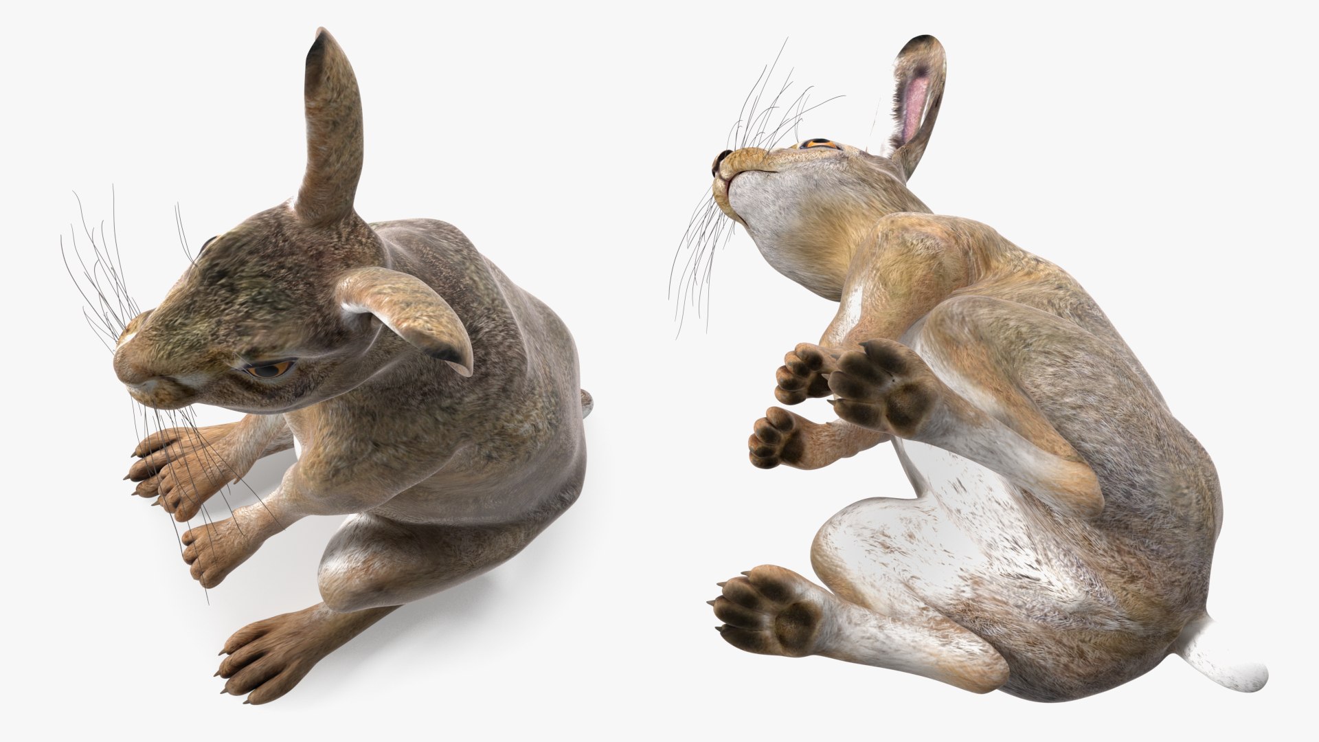 3D Hare Standing Pose - TurboSquid 2128806