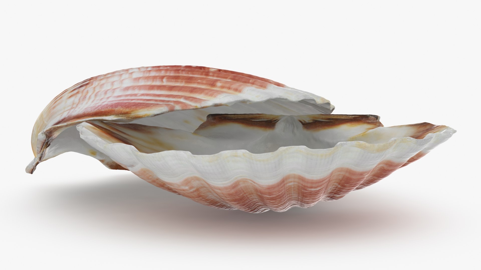 Clam Shell 05 Pose 2 3D Model - TurboSquid 2271434