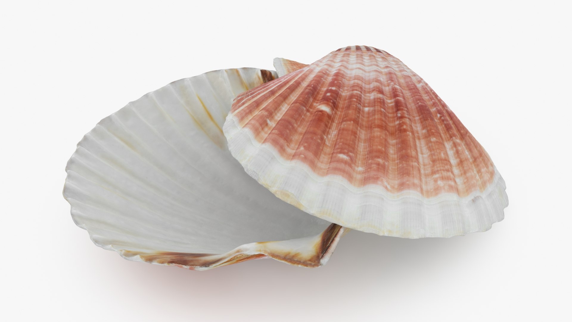 Clam Shell 05 Pose 2 3D Model - TurboSquid 2271434