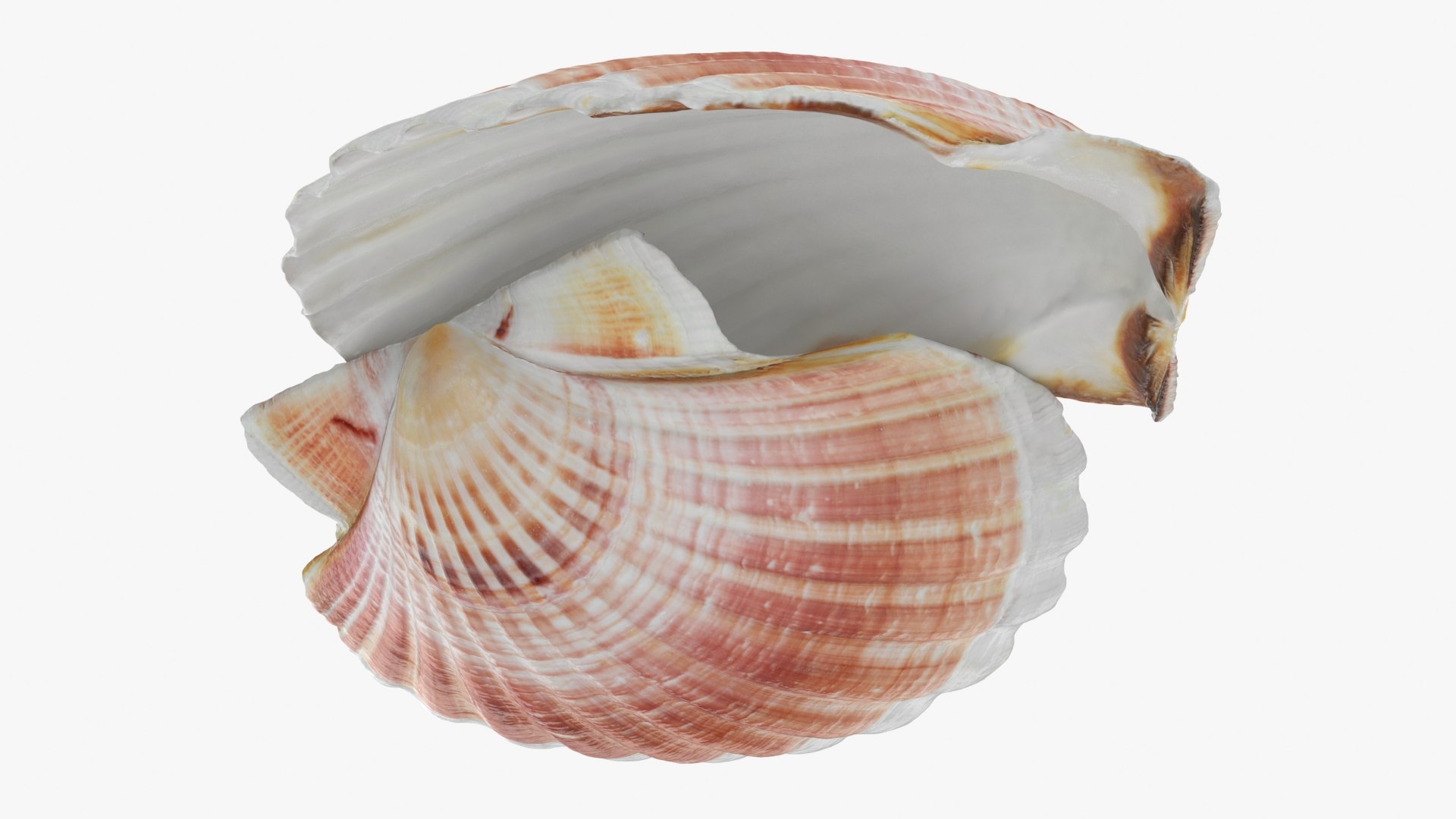 Clam Shell 05 Pose 2 3D Model - TurboSquid 2271434