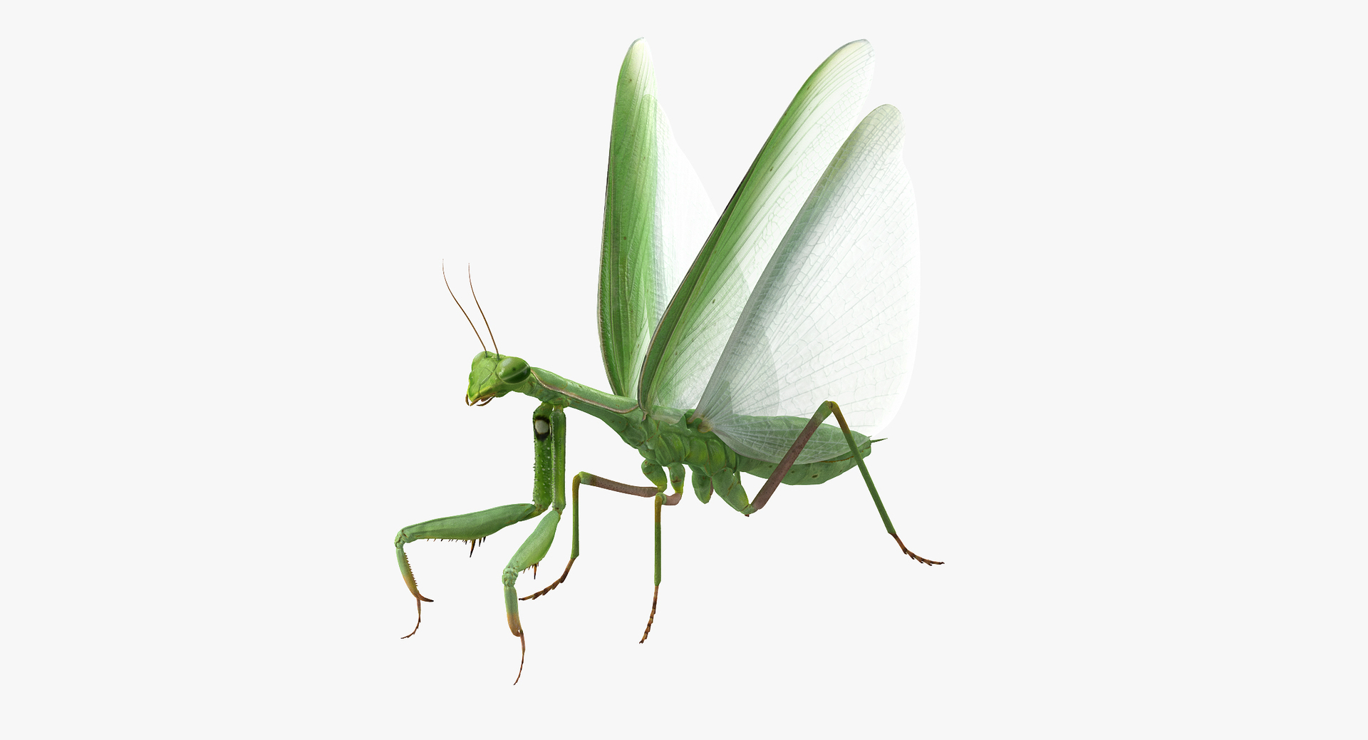 European mantis rigged 3D model - TurboSquid 1315934