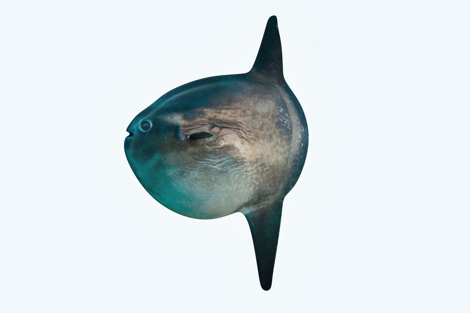 3D Model Sunfish Fish - TurboSquid 1202952