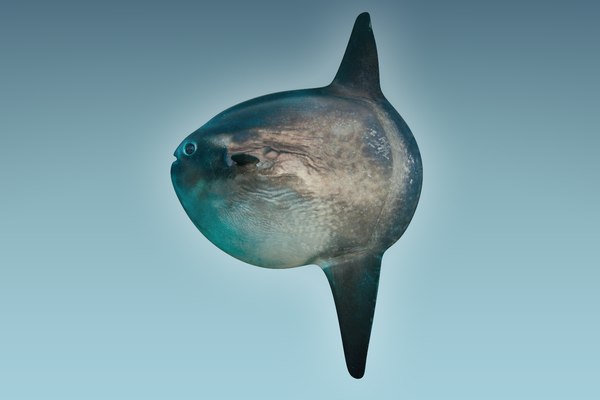 3D model sunfish fish - TurboSquid 1202952