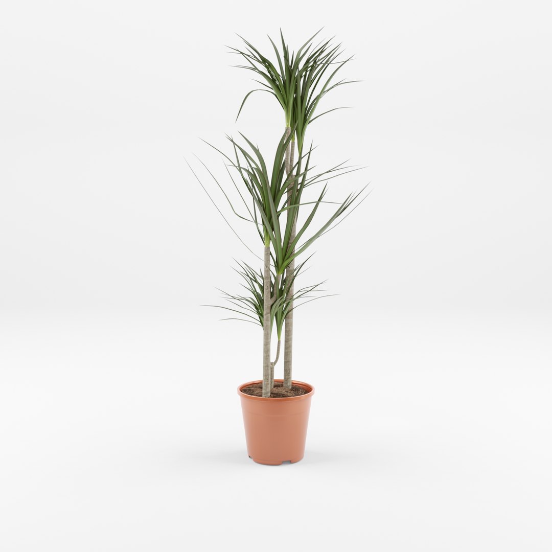 Dracaena Marg 3- Stem 3D Model - TurboSquid 2252267