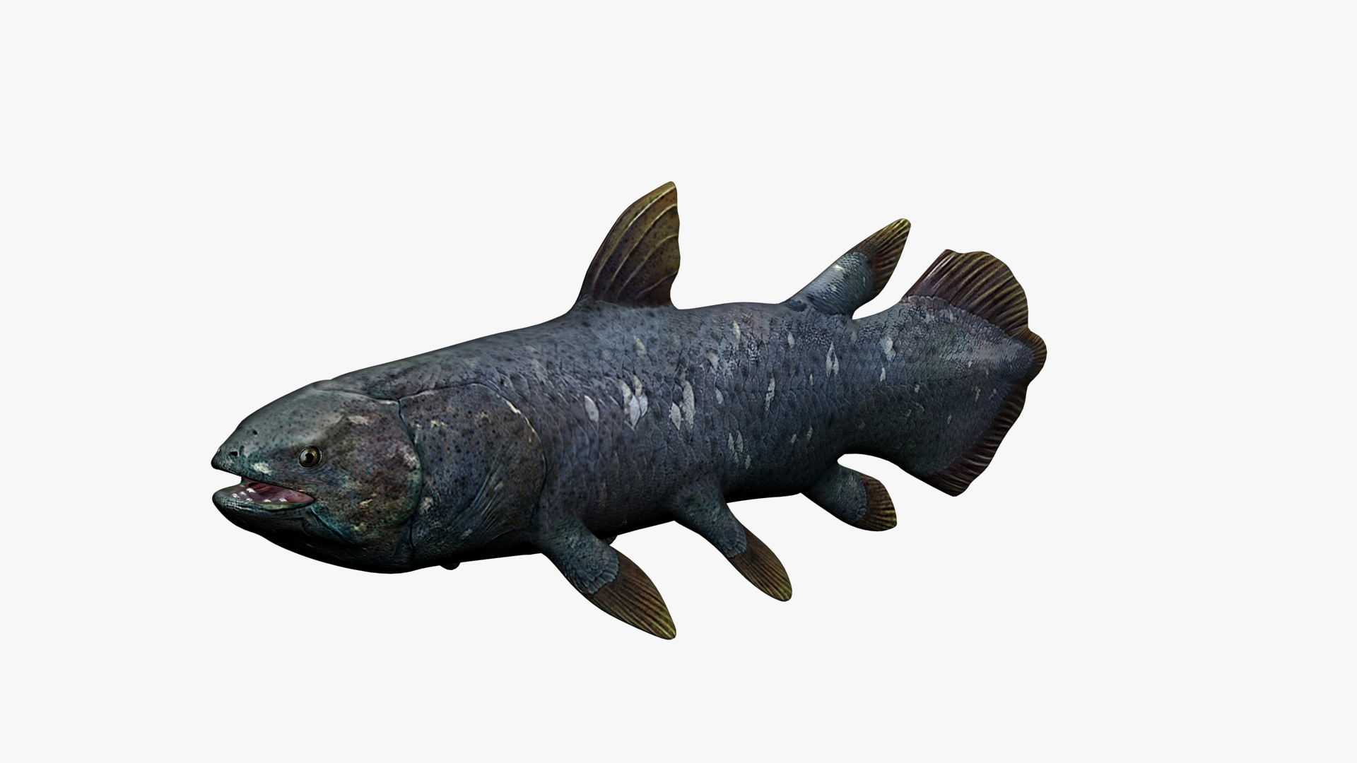 3d Coelacanth Model