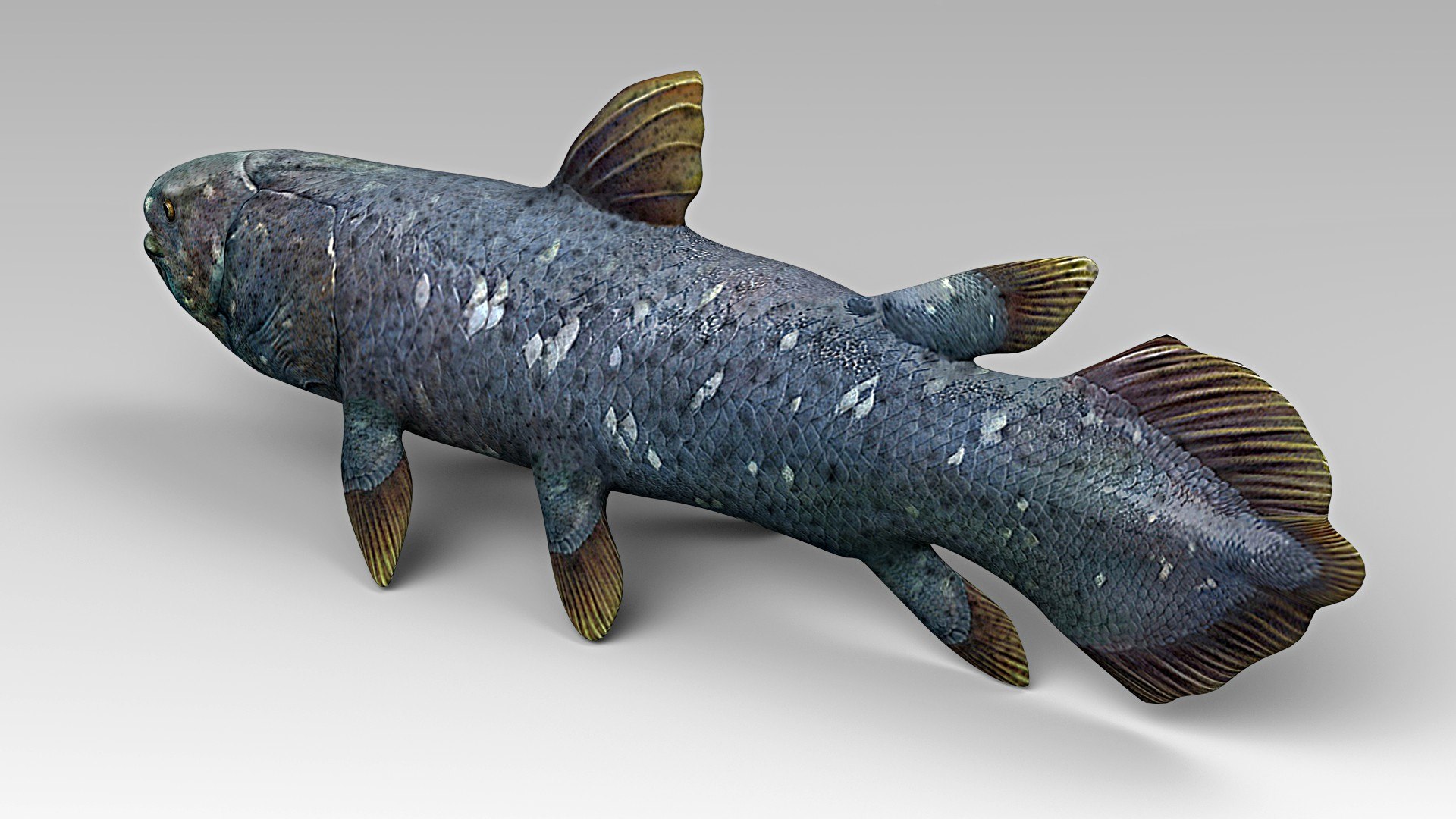 3d Coelacanth Model