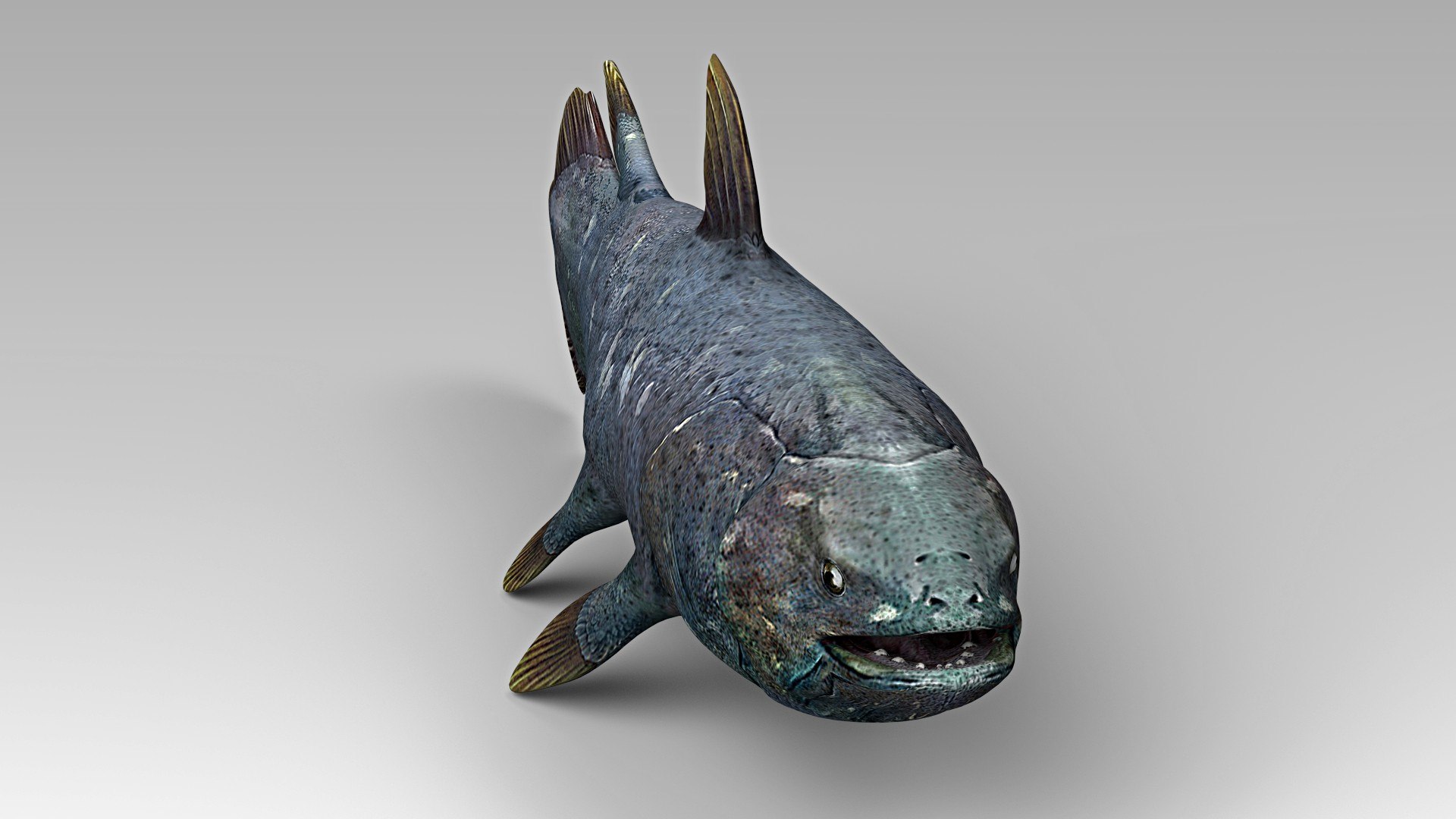3d Coelacanth Model