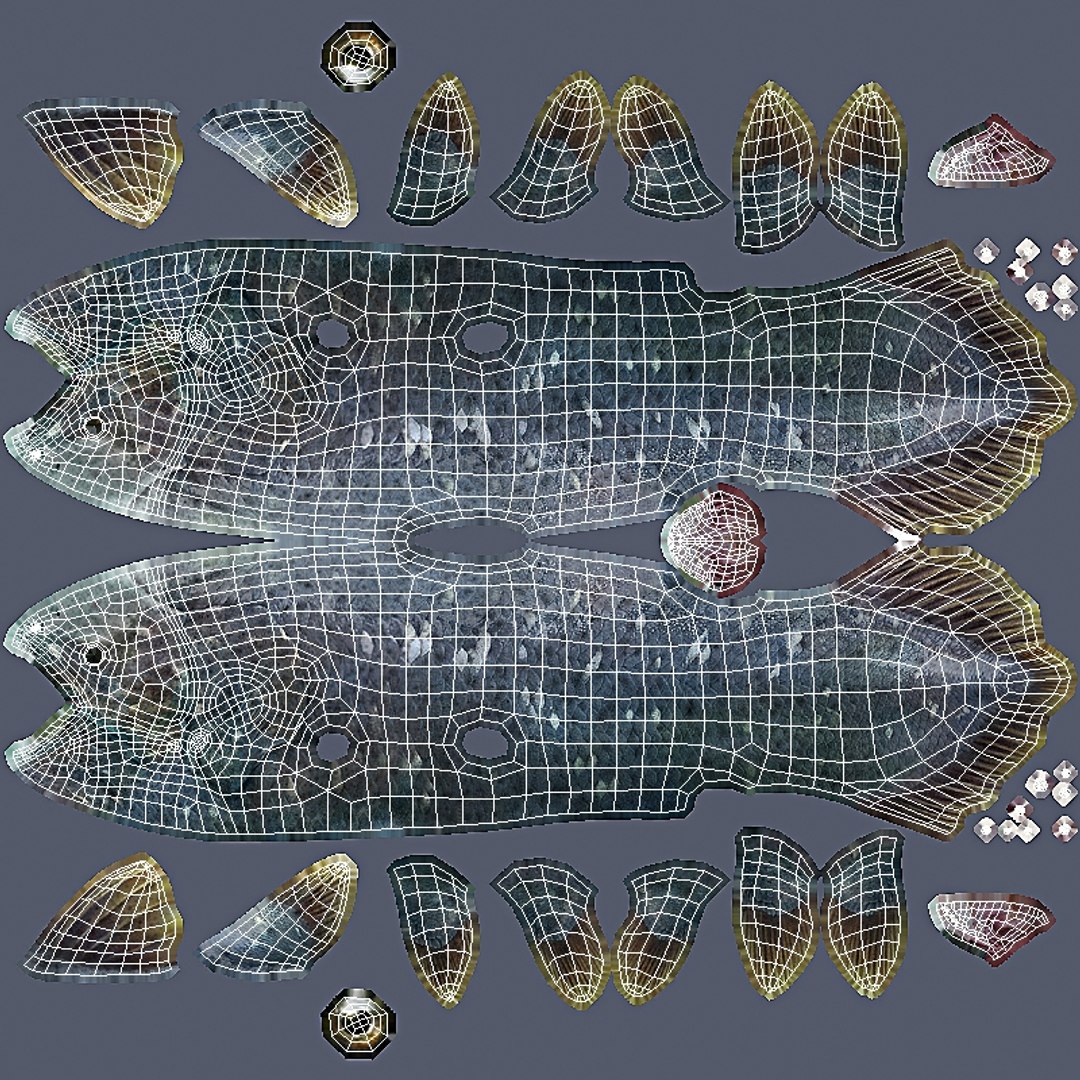 3d Coelacanth Model