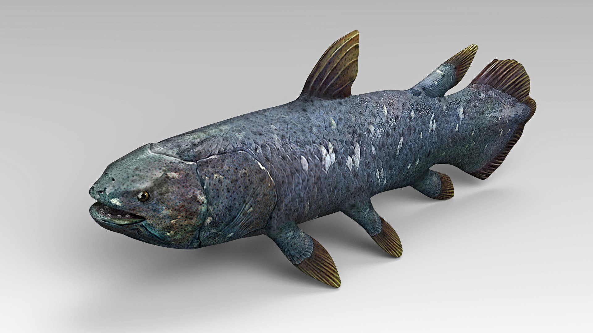 3d Coelacanth Model
