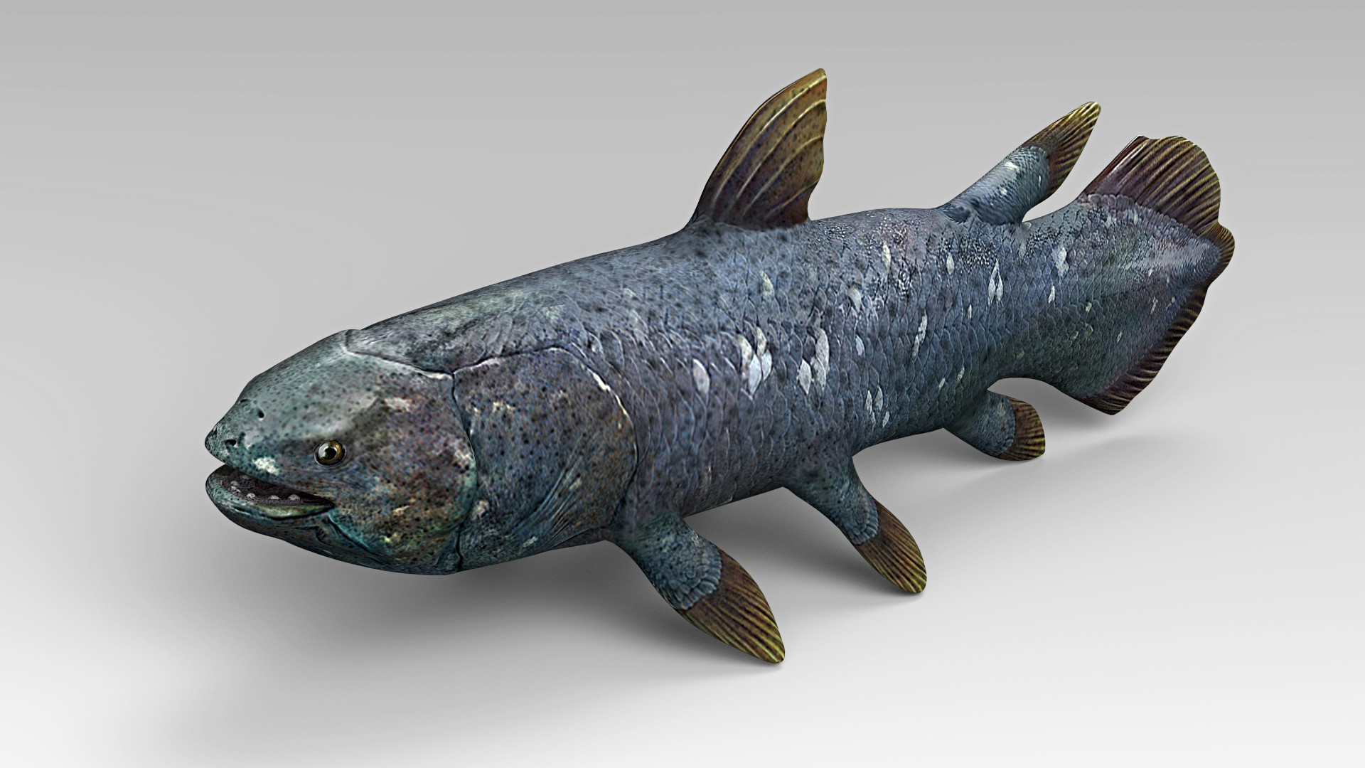 3d coelacanth model
