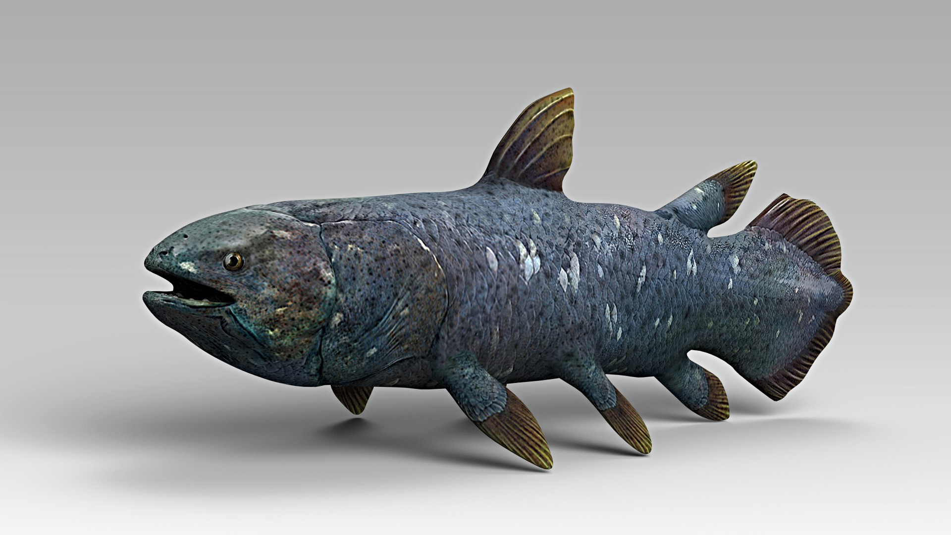 3d coelacanth model