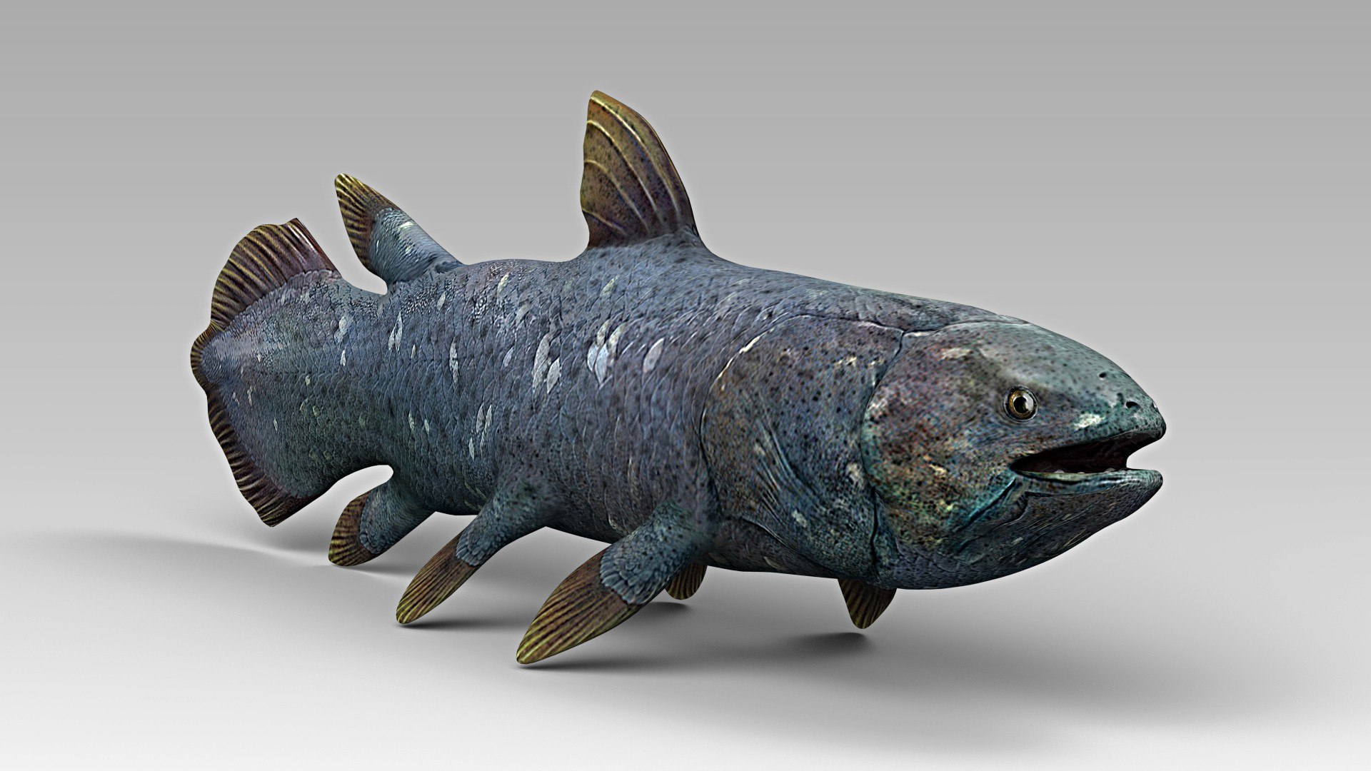 3d Coelacanth Model