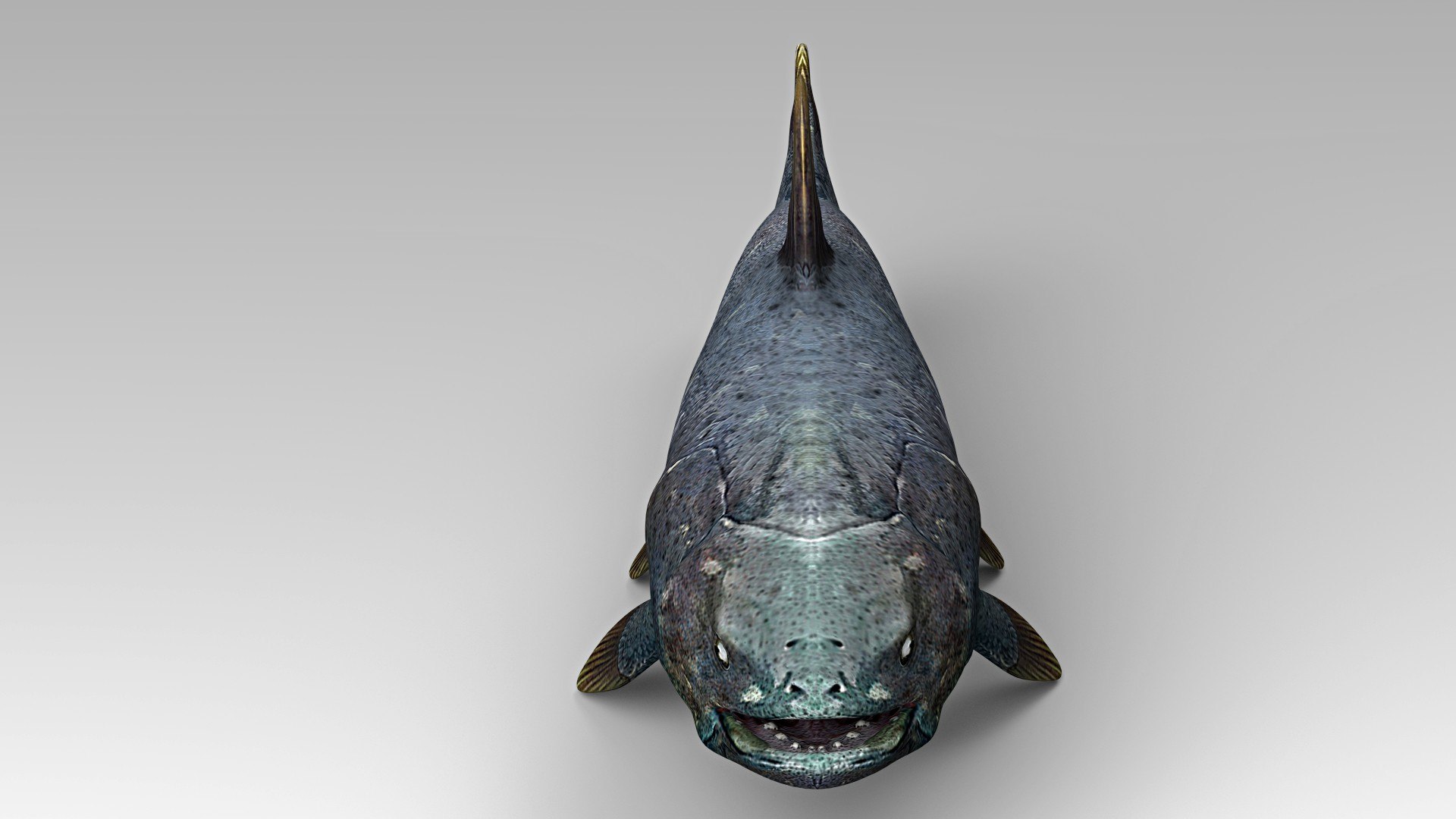 3d Coelacanth Model
