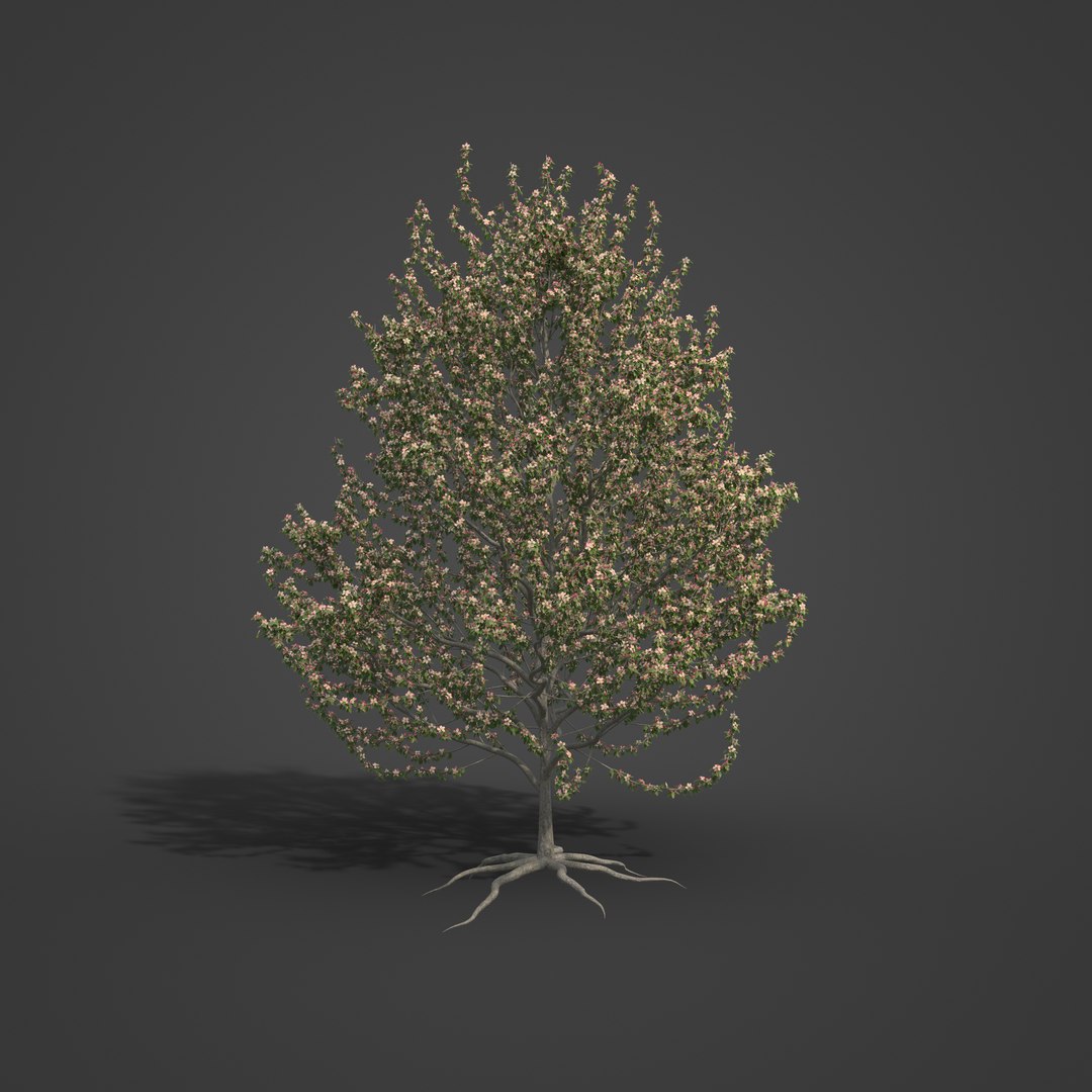 2021 PBR Apple Tree Collection - Malus Domestica 3D model - TurboSquid ...