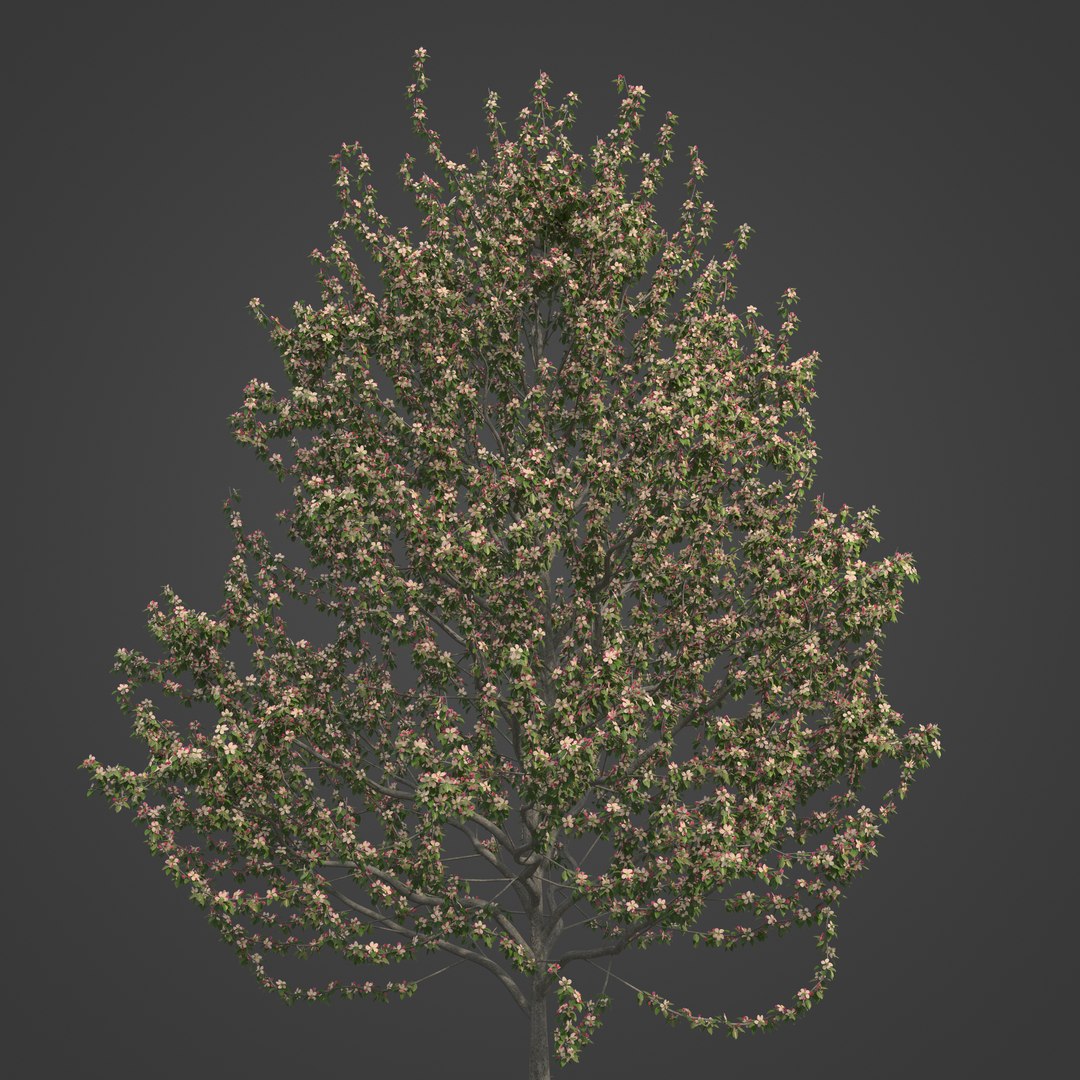 2021 PBR Apple Tree Collection - Malus Domestica 3D model - TurboSquid ...
