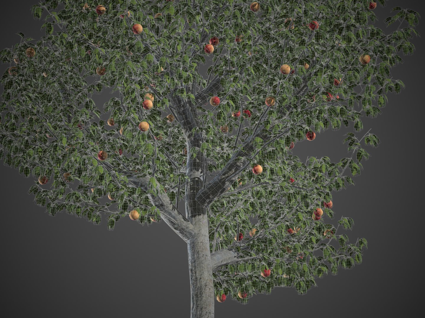 2021 PBR Apple Tree Collection - Malus Domestica 3D model - TurboSquid ...