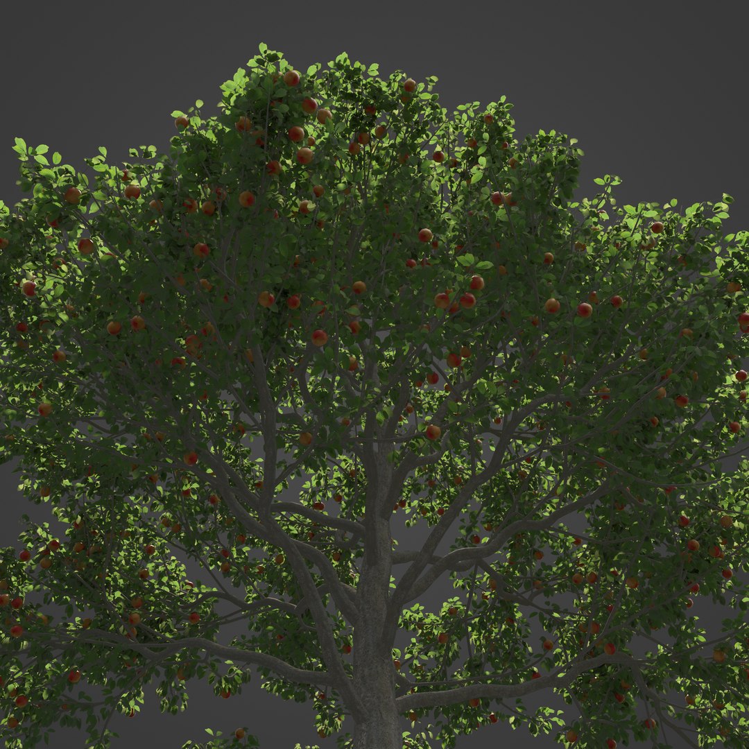 2021 PBR Apple Tree Collection - Malus Domestica 3D model - TurboSquid ...