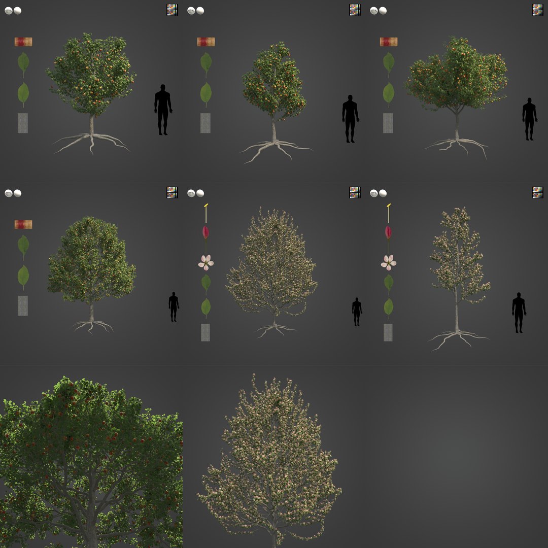 2021 PBR Apple Tree Collection - Malus Domestica 3D model - TurboSquid ...